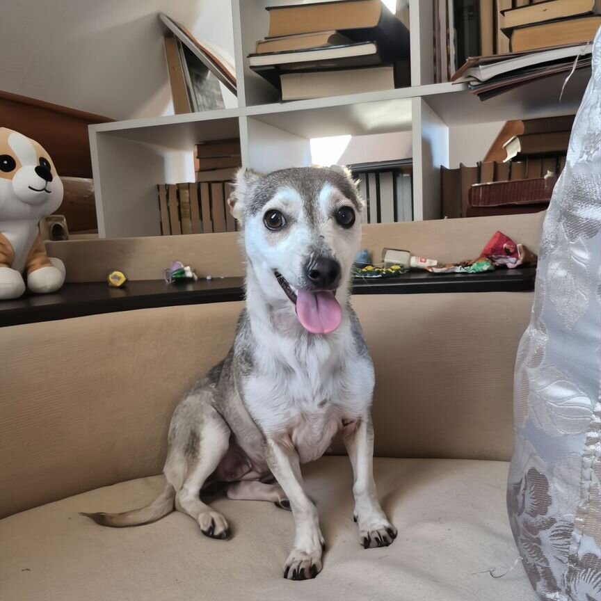 Взрослая собака в добрые руки