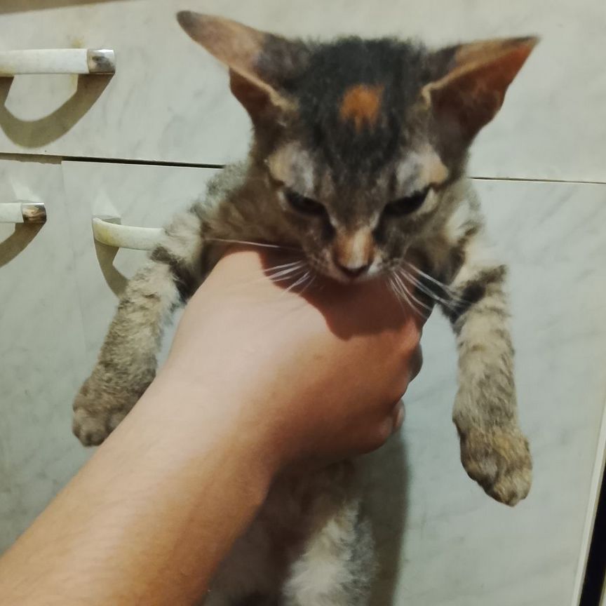 Донской сфинкс котёнок