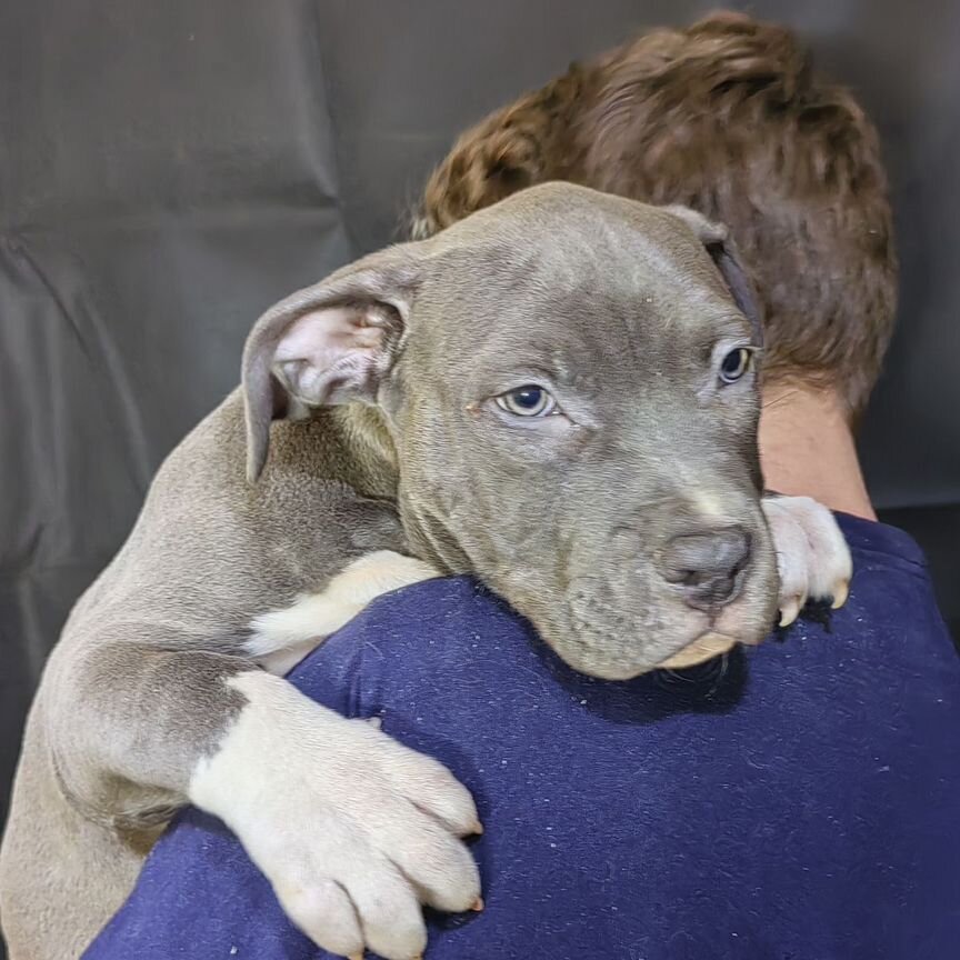 Американский стаффордширский терьер, щенок