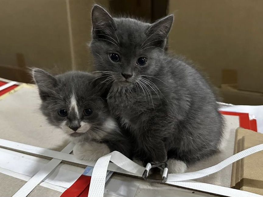 Котята ищут дом