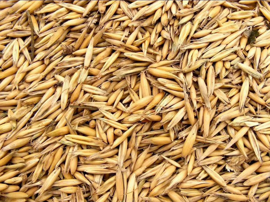 Гречиха, Пшеница озимая корма