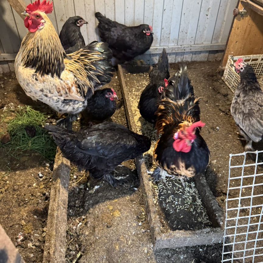 Куры и петухи цена за одну