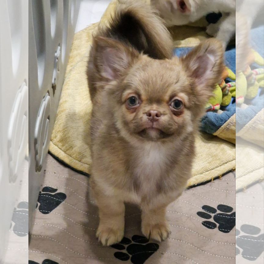 Чихуахуа мальчик