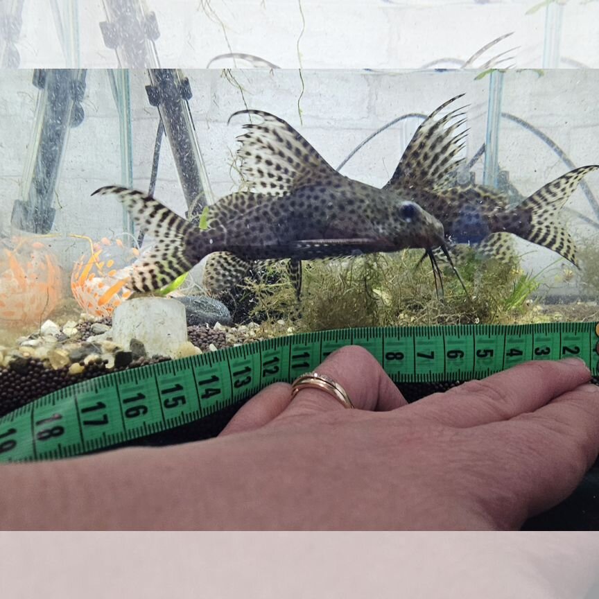 Сомики Синодонтисы