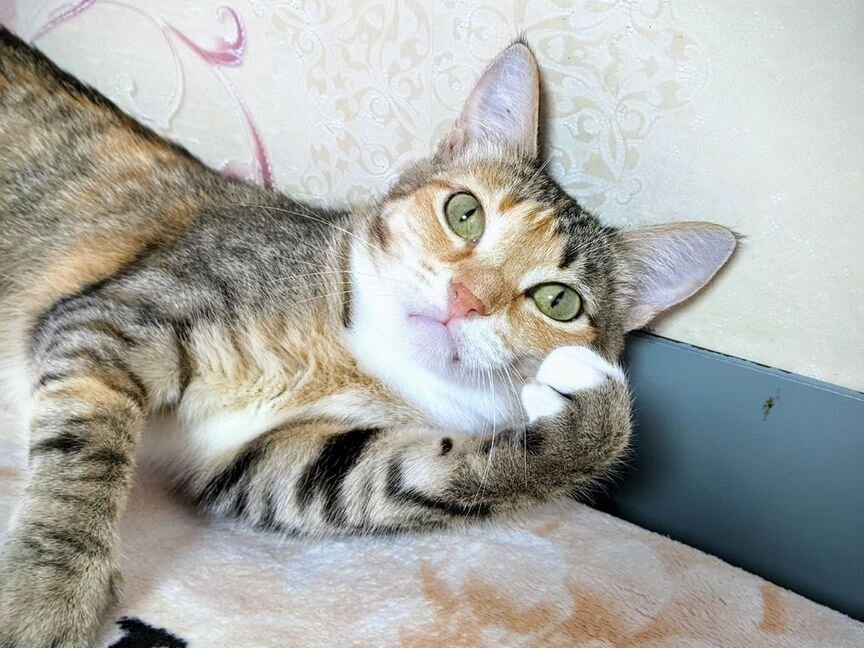 Кошка в добрые руки
