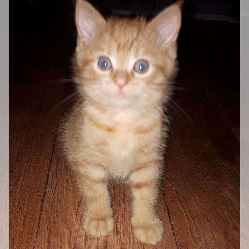 Рыжик сибирский