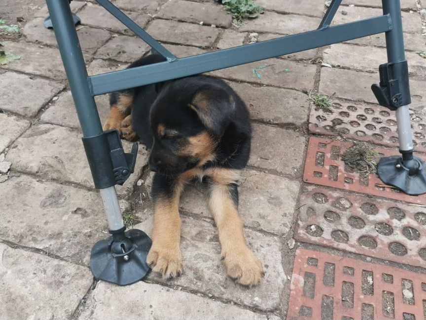 Немецкая овчарка