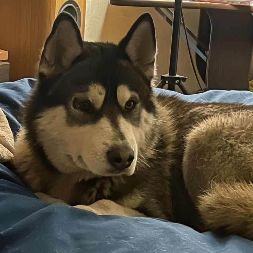 Сибирский хаски, взрослый пёс