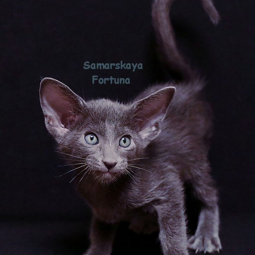 Голубой ориентальный котик