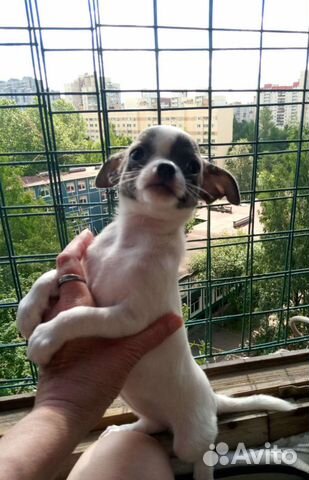 Чихуахуа девочка красавица