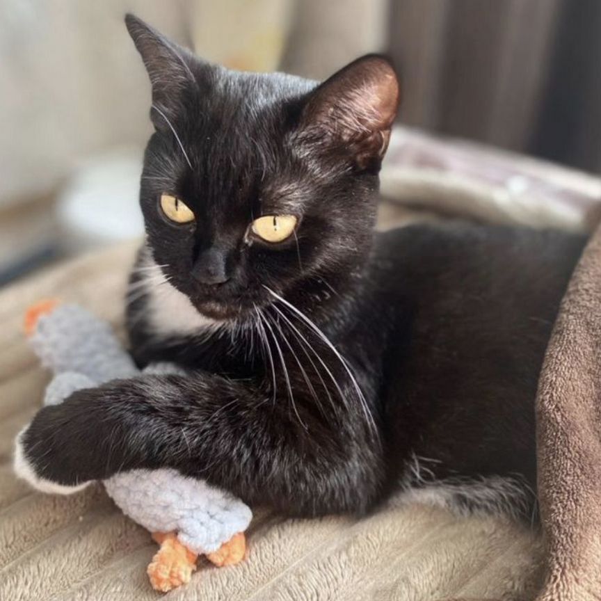 Кошечка персидская