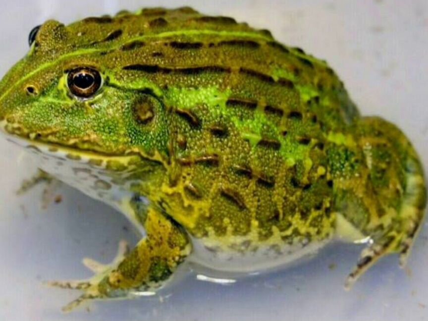 Лягушки: водонос и орущая (Баджита)