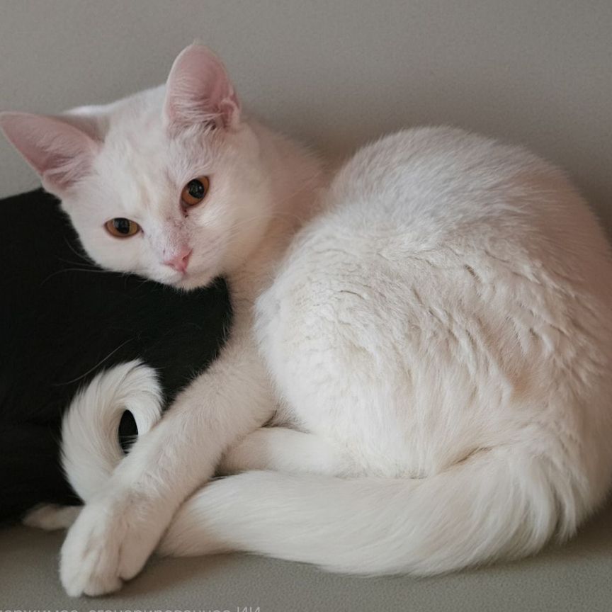 Взрослая, кошка в добрые руки