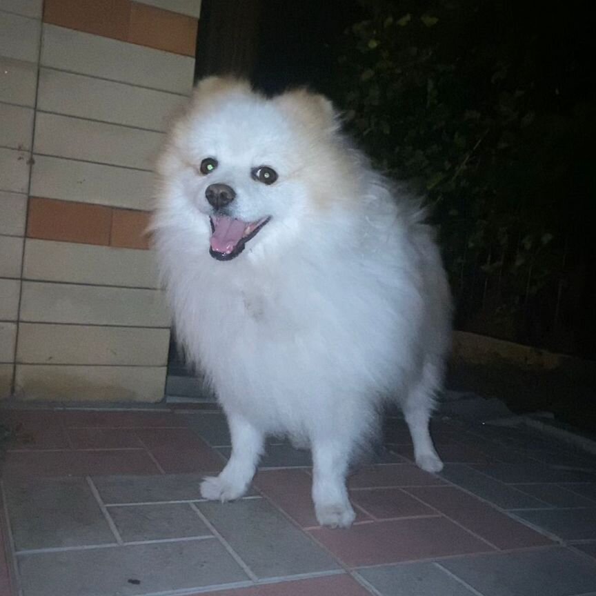 Немецкий шпиц