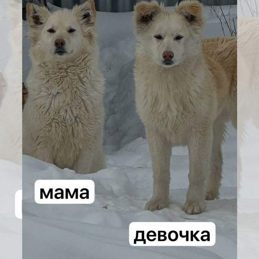 Австралийская овчарка, щенок