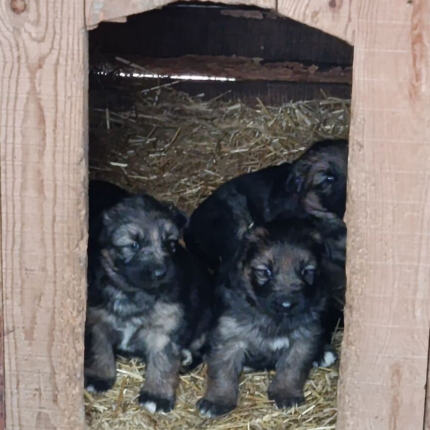 Немецкая овчарка, щенок