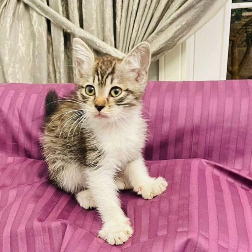 Котята