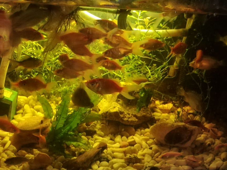 Золотая рыбка комета