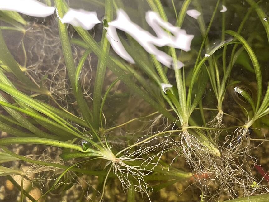 Растение в аквариумное валеснерия