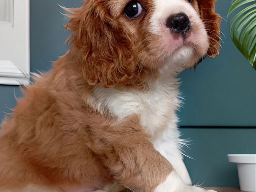 Кинг Чарльз спаниель