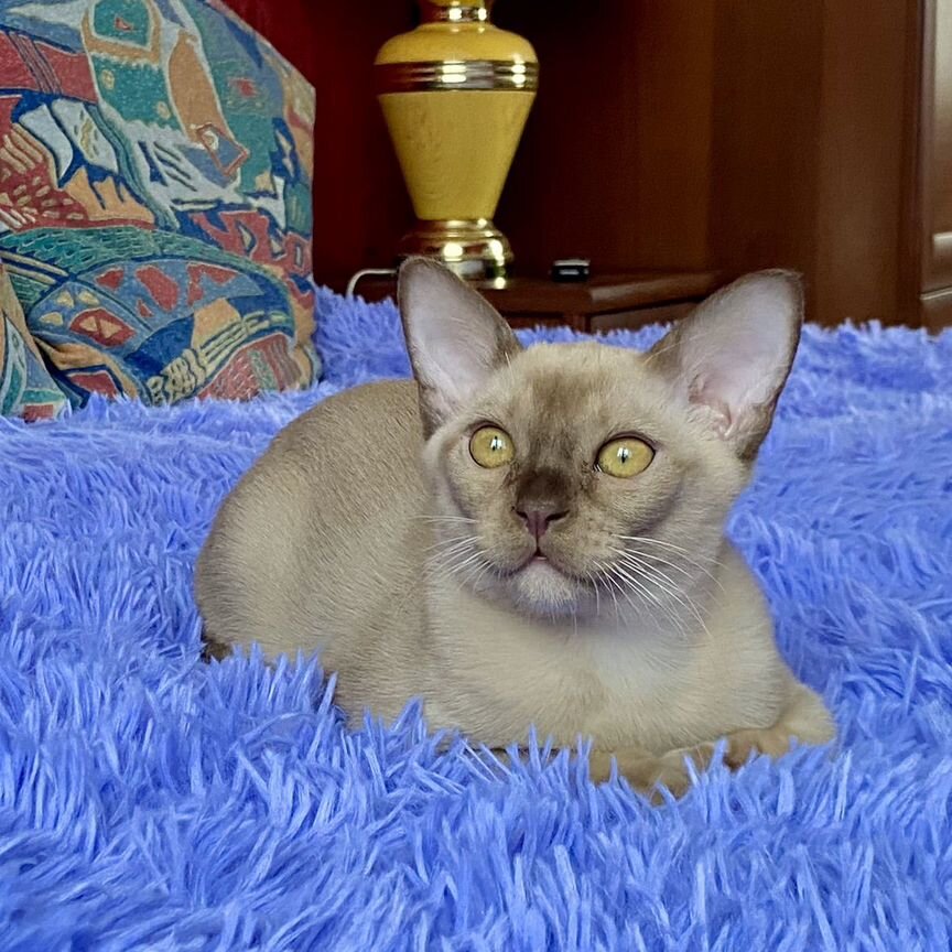 Бурманский котик