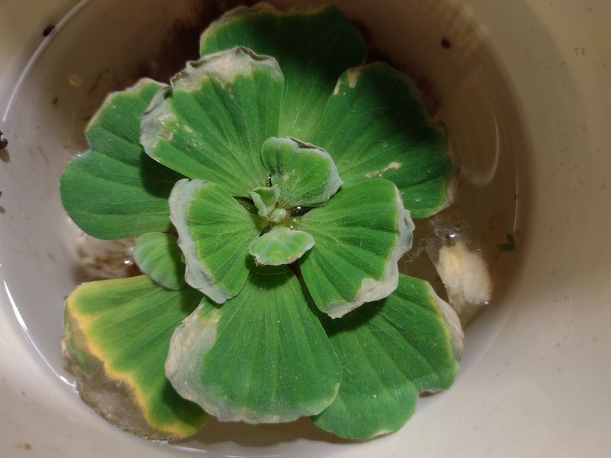 Пистия водоросль 1 шт