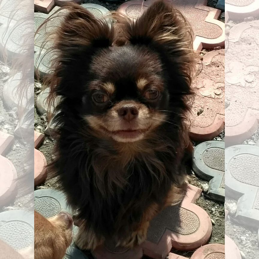 Вязка чихуахуа