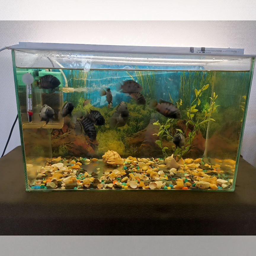 Аквариум 40 литров