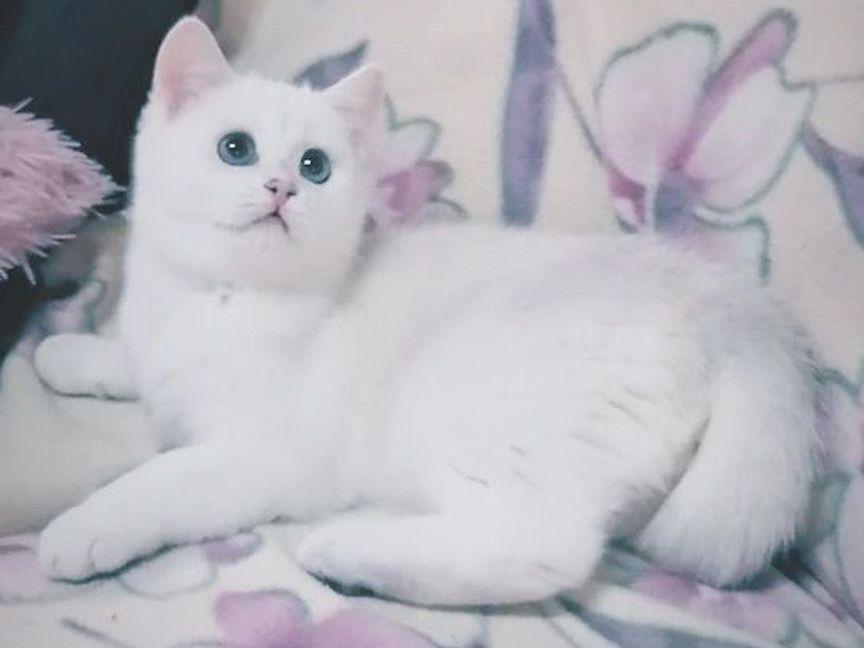 Котёнок компаньон