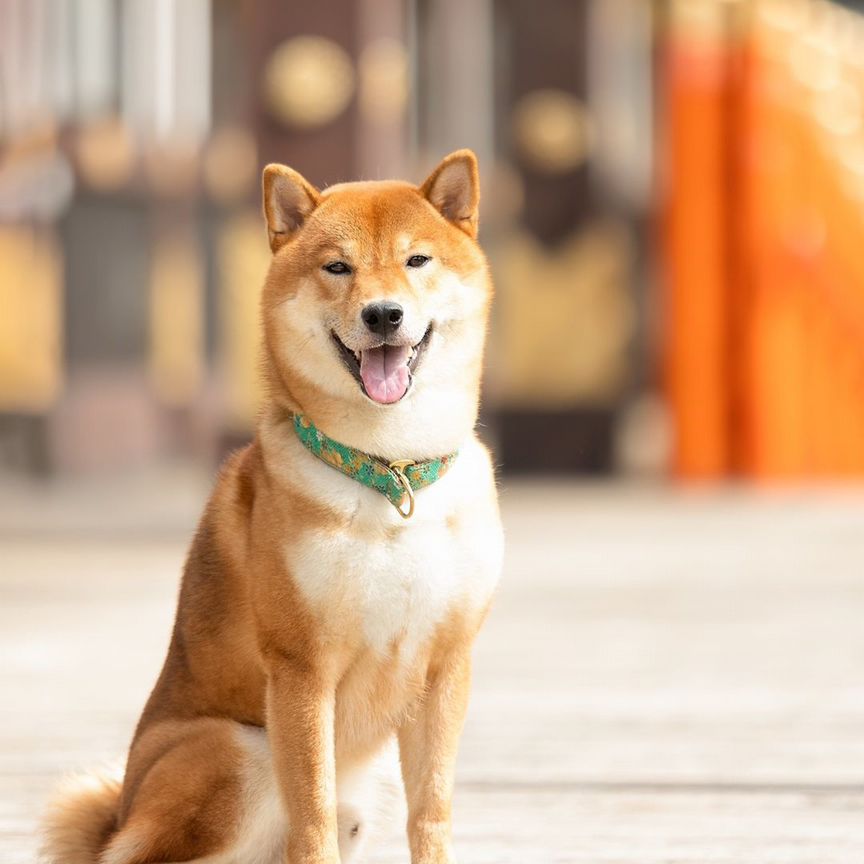 Сиба вязка интерчемпион