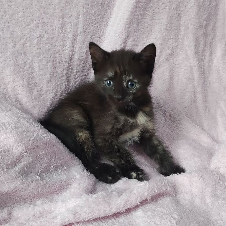 Котёнок девочка