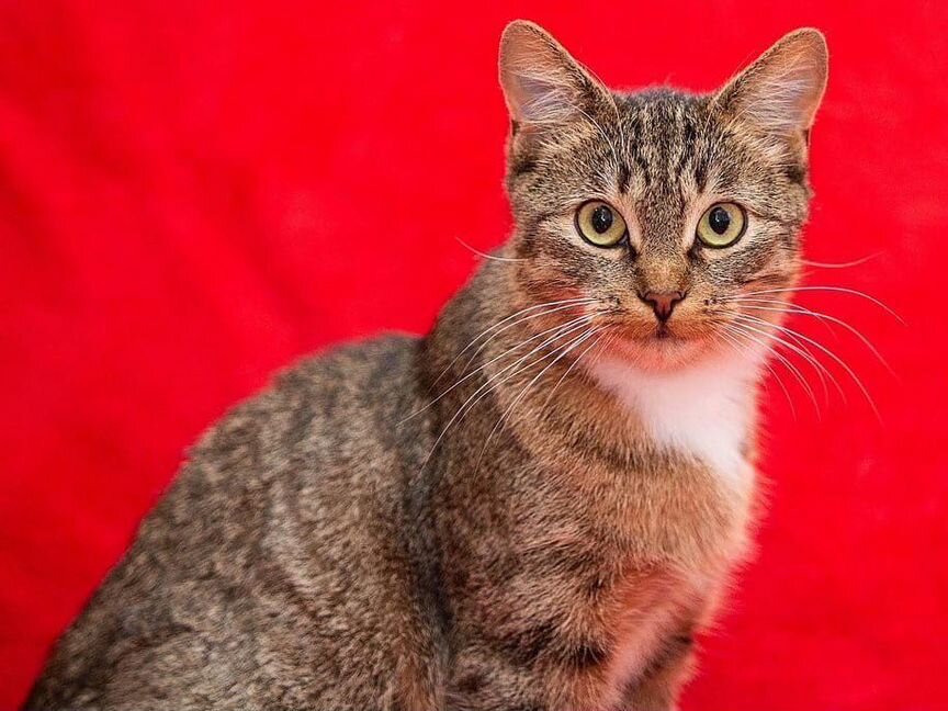 Европейская