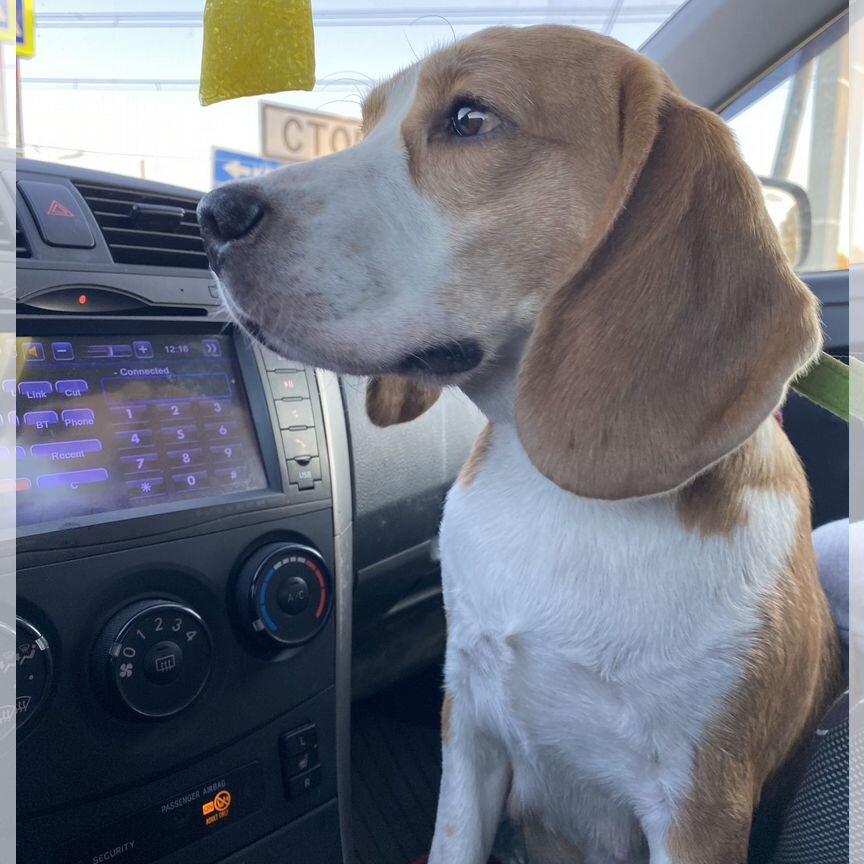 Бигль, взрослая собака