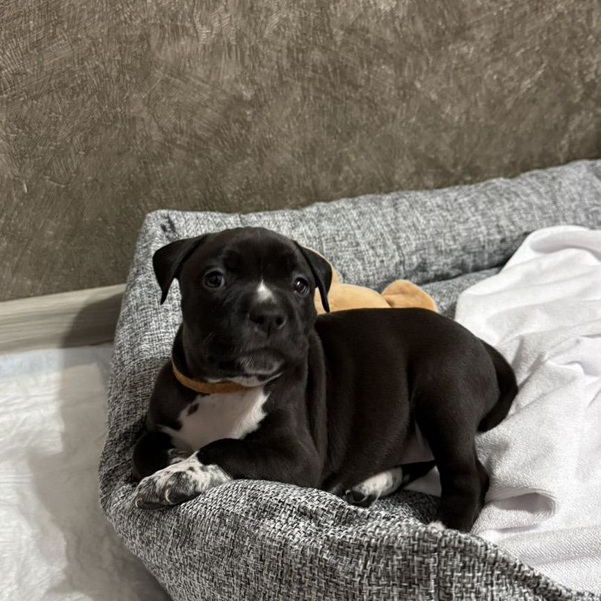 Амстафф девочка