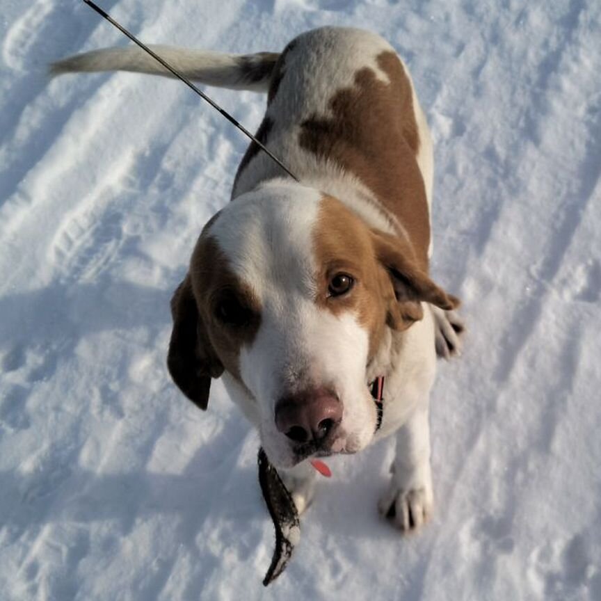 Эстонская гончая