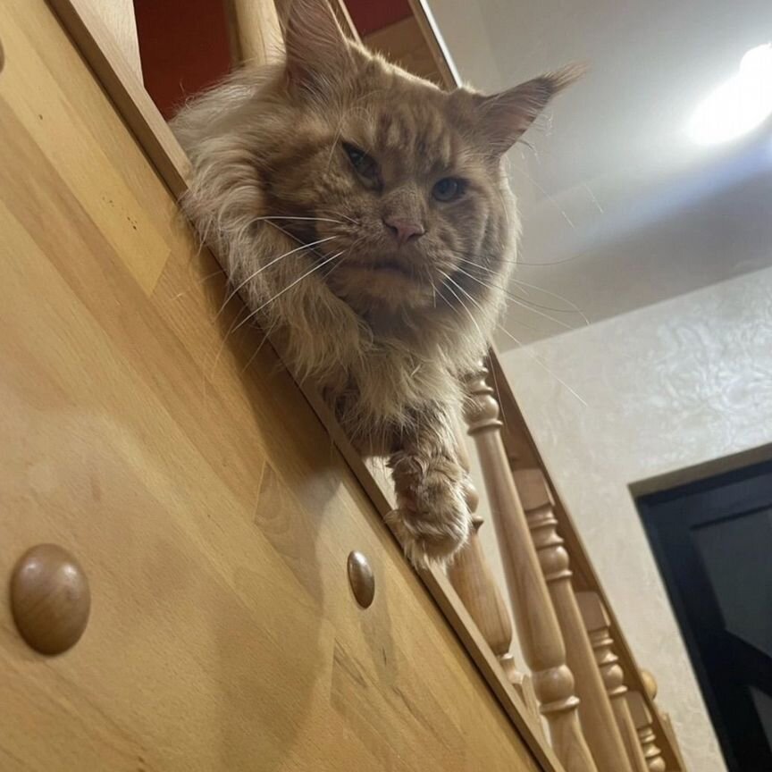 Кот мейн-кун вязка