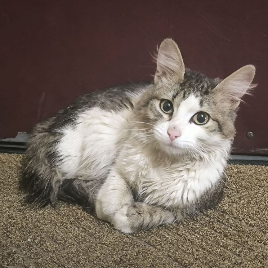 Сибирский котёнок