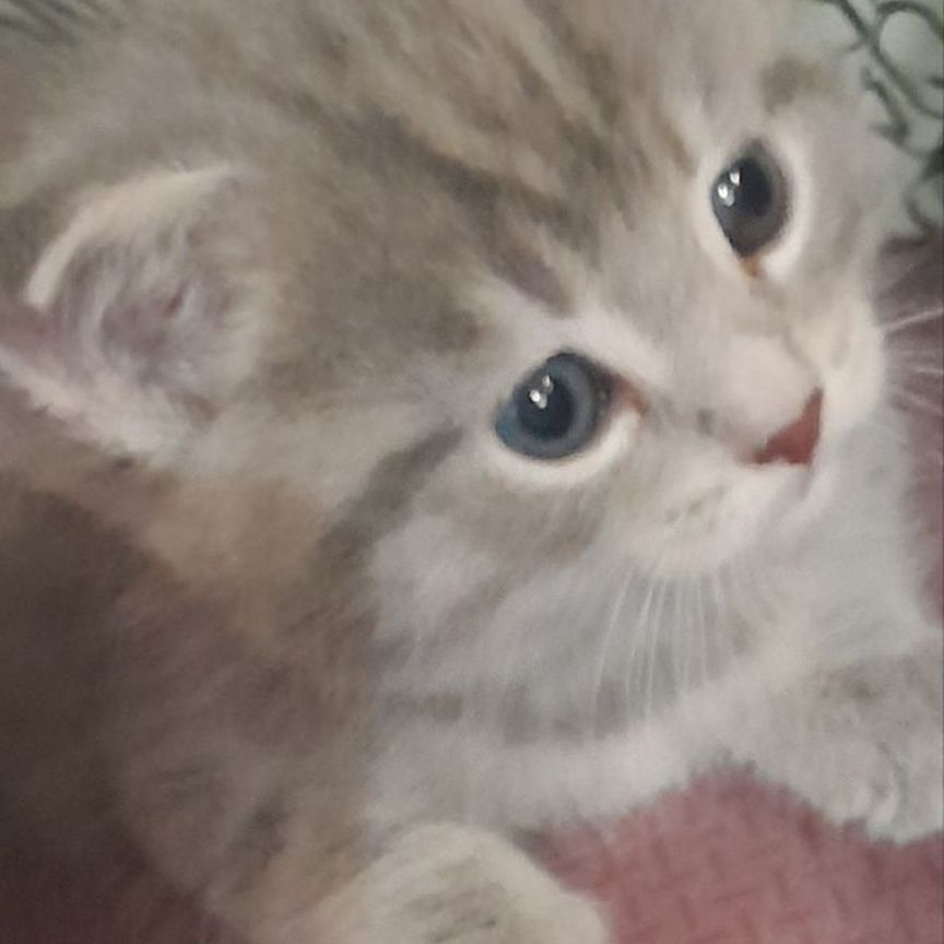 Кот