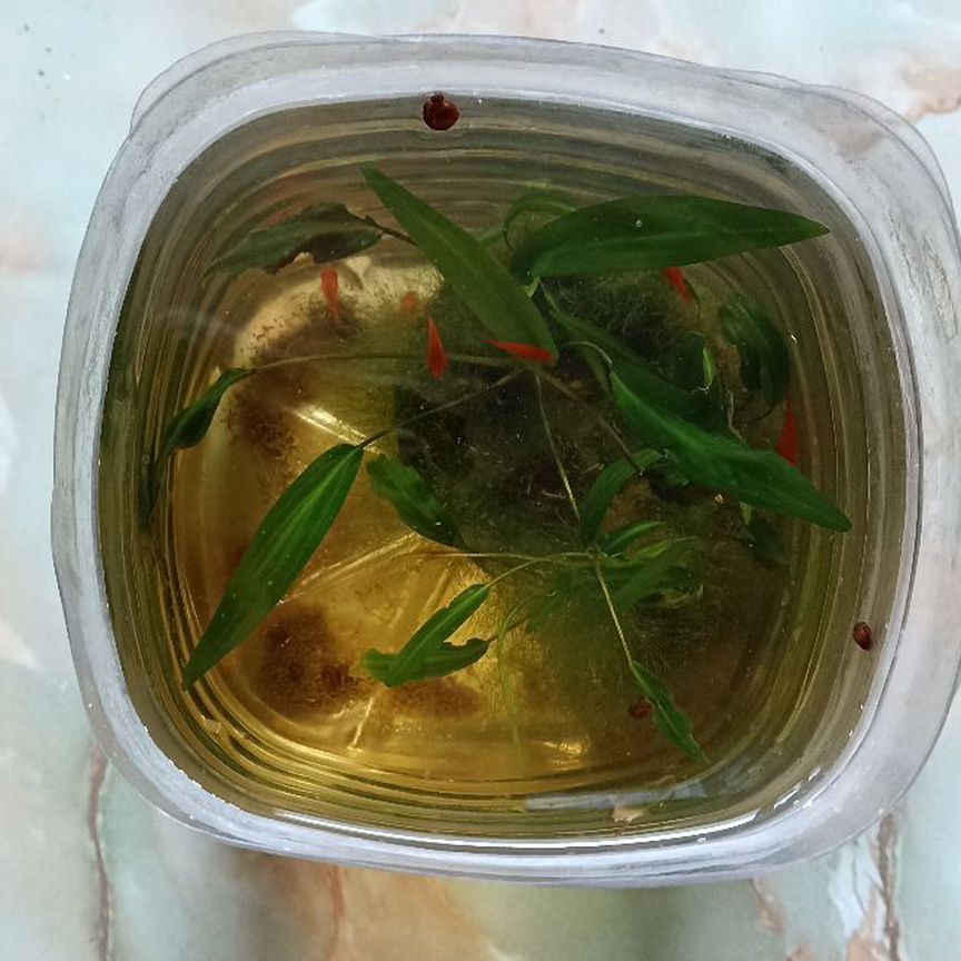 Рыбки красный меченосец молодь