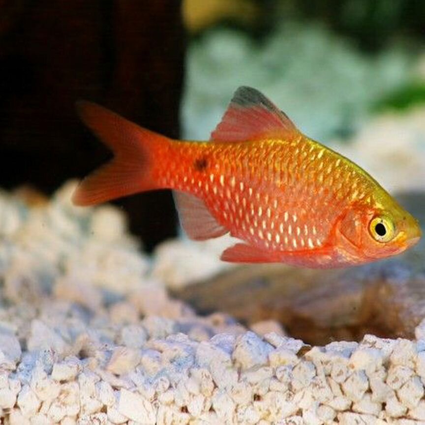 Барбус огненный