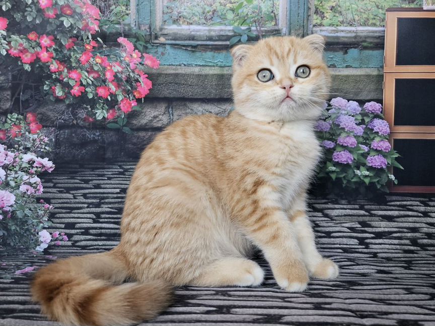 Длиннолапые скоттиш килт