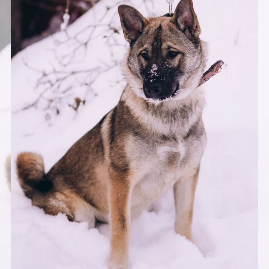 Немецкая овчарка, щенок