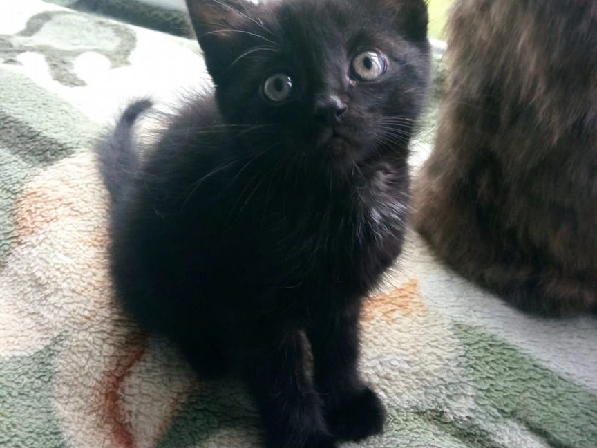 Ищем любящий дом для маленького черного котенка