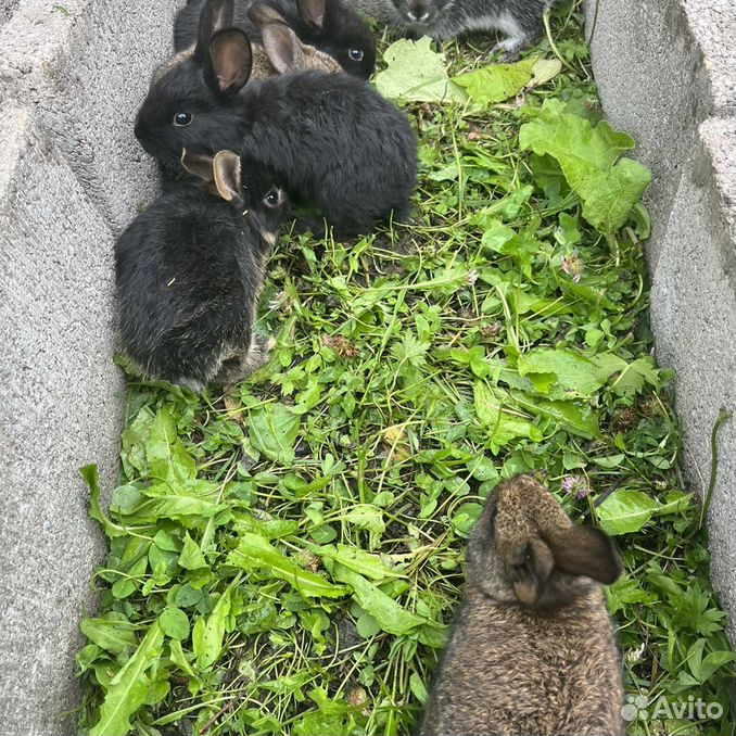 Кролики породы рекс