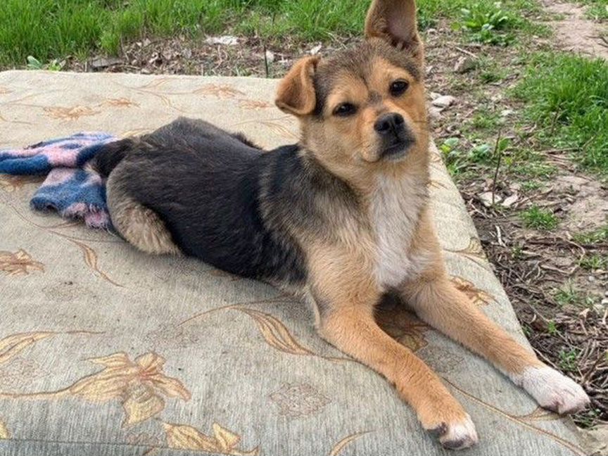 Маленькая собака щенок в добрые руки