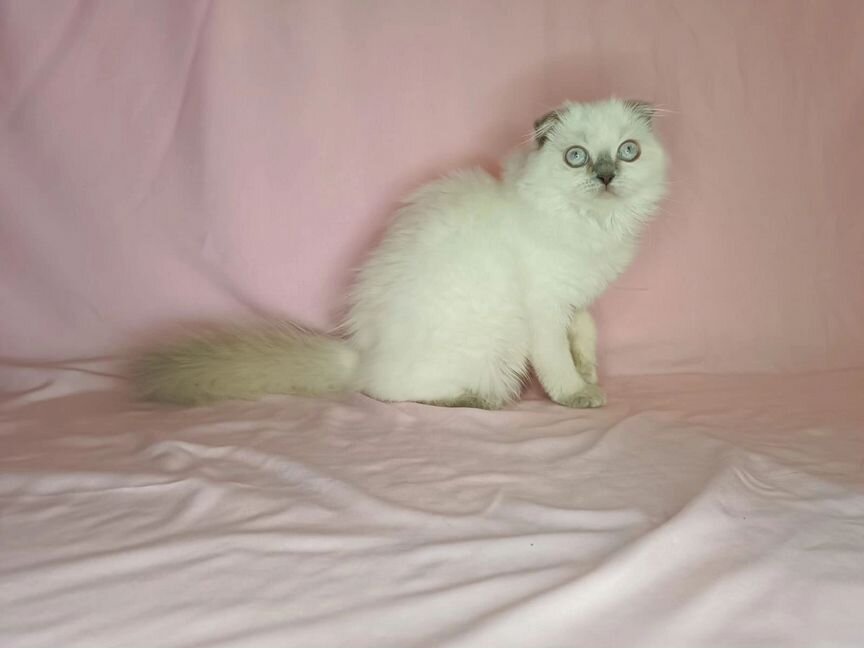 Шотландская кошка