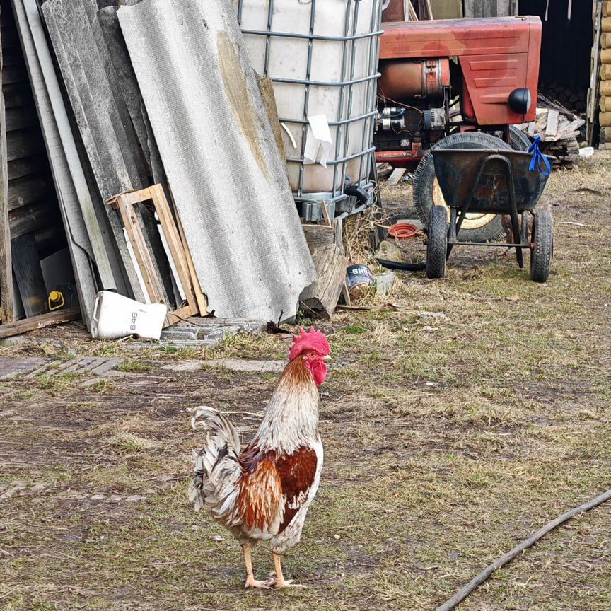 Молодой петух