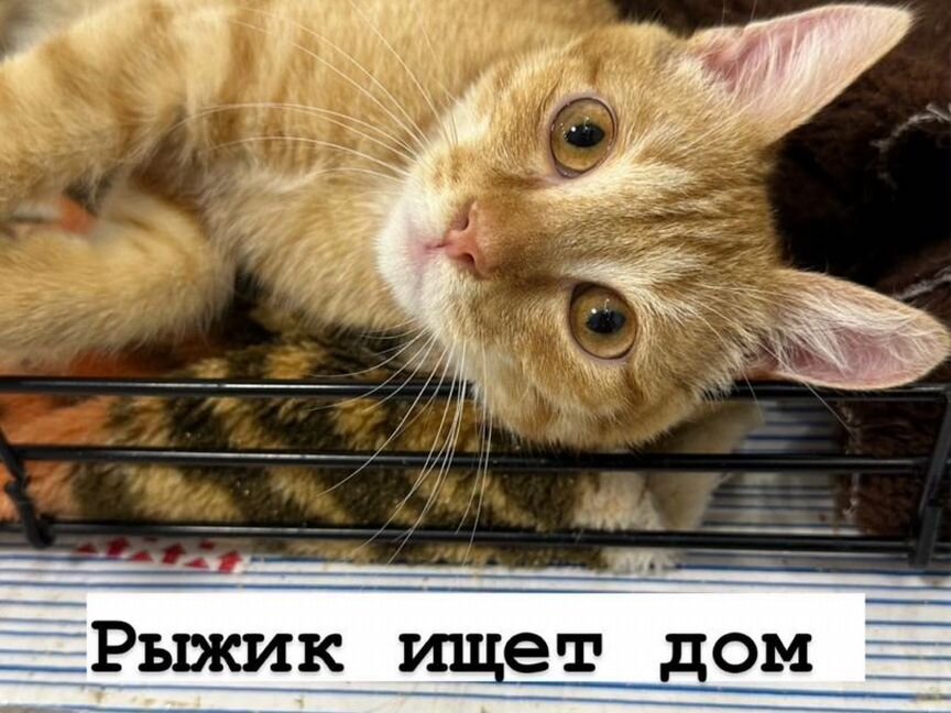 Котик