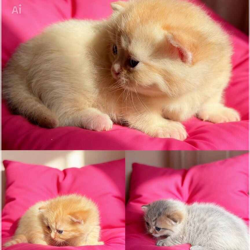 Манчкин котёнок