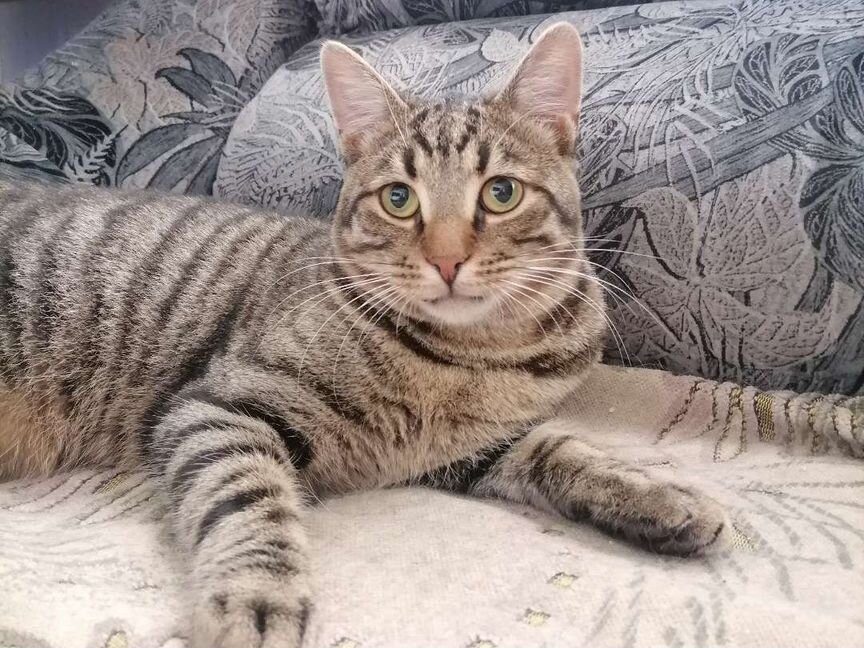 Котёнок, 7 месяцев